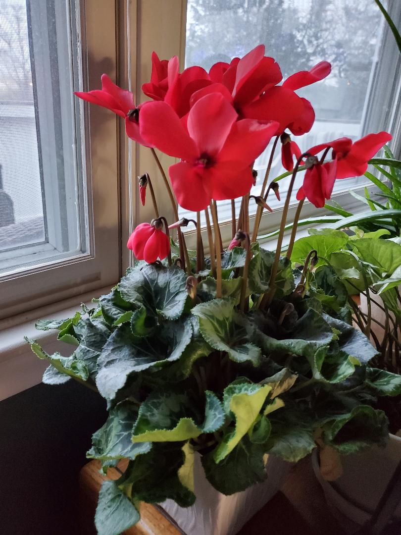 Inside-out Flowers – Messina Musings